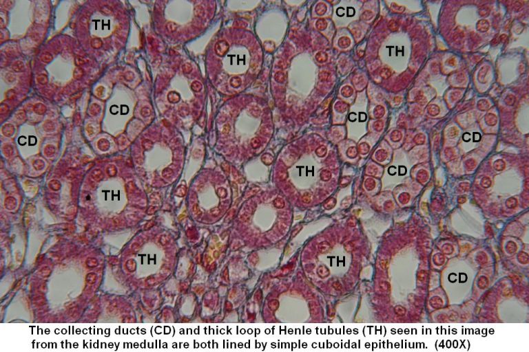 Simple Cuboidal – Tutorial – Histology Atlas for Anatomy and Physiology Simple Cuboidal – Tutorial – Histology Atlas for Anatomy and Physiology