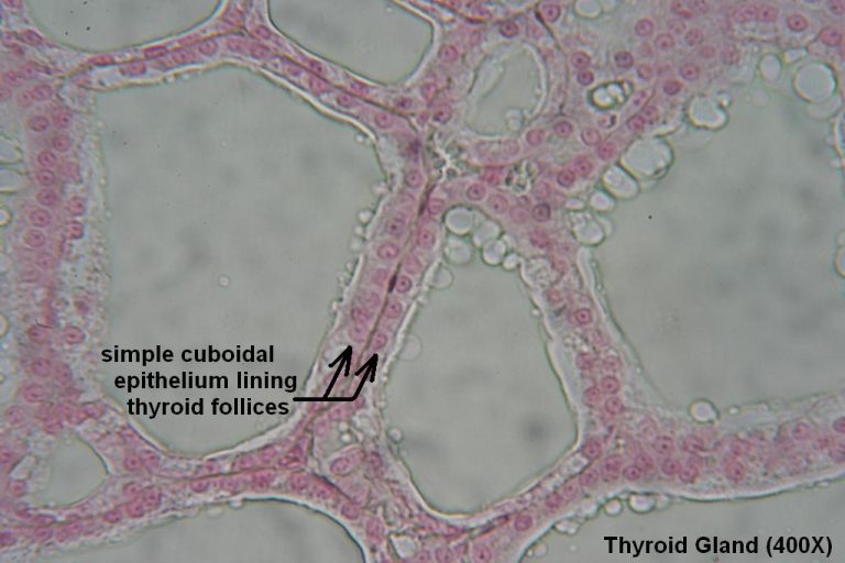 Simple Cuboidal – Tutorial – Histology Atlas for Anatomy and Physiology Simple Cuboidal – Tutorial – Histology Atlas for Anatomy and Physiology