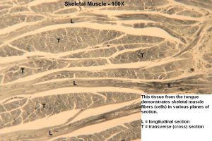 Skeletal Muscle – Tutorial – Histology Atlas for Anatomy and Physiology
