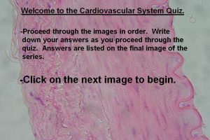 Quiz – Cardiovascular System – Histology Atlas for Anatomy and Physiology