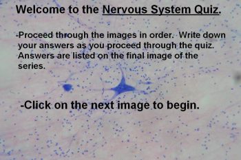Quiz – Nervous System – Histology Atlas for Anatomy and Physiology