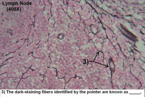 Quiz – Lymphatic System – Histology Atlas for Anatomy and Physiology