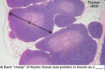 Quiz – Lymphatic System – Histology Atlas for Anatomy and Physiology