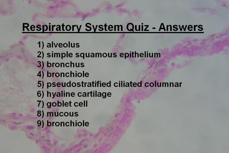 Quiz – Respiratory System – Histology Atlas for Anatomy and Physiology