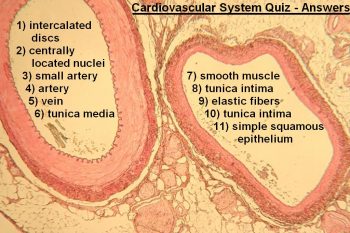 Quiz – Cardiovascular System – Histology Atlas for Anatomy and Physiology